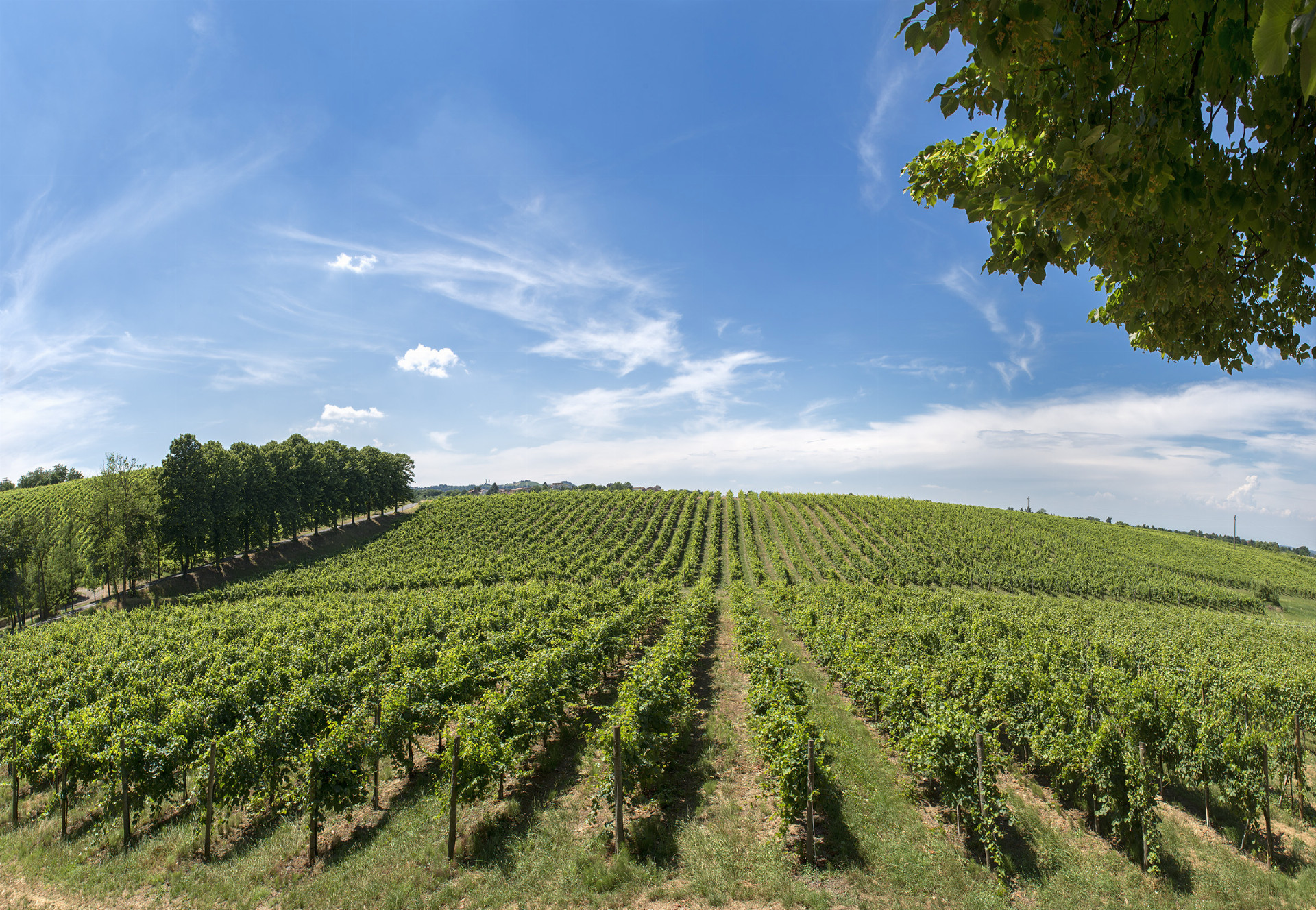 Montecampo | SimplyWines